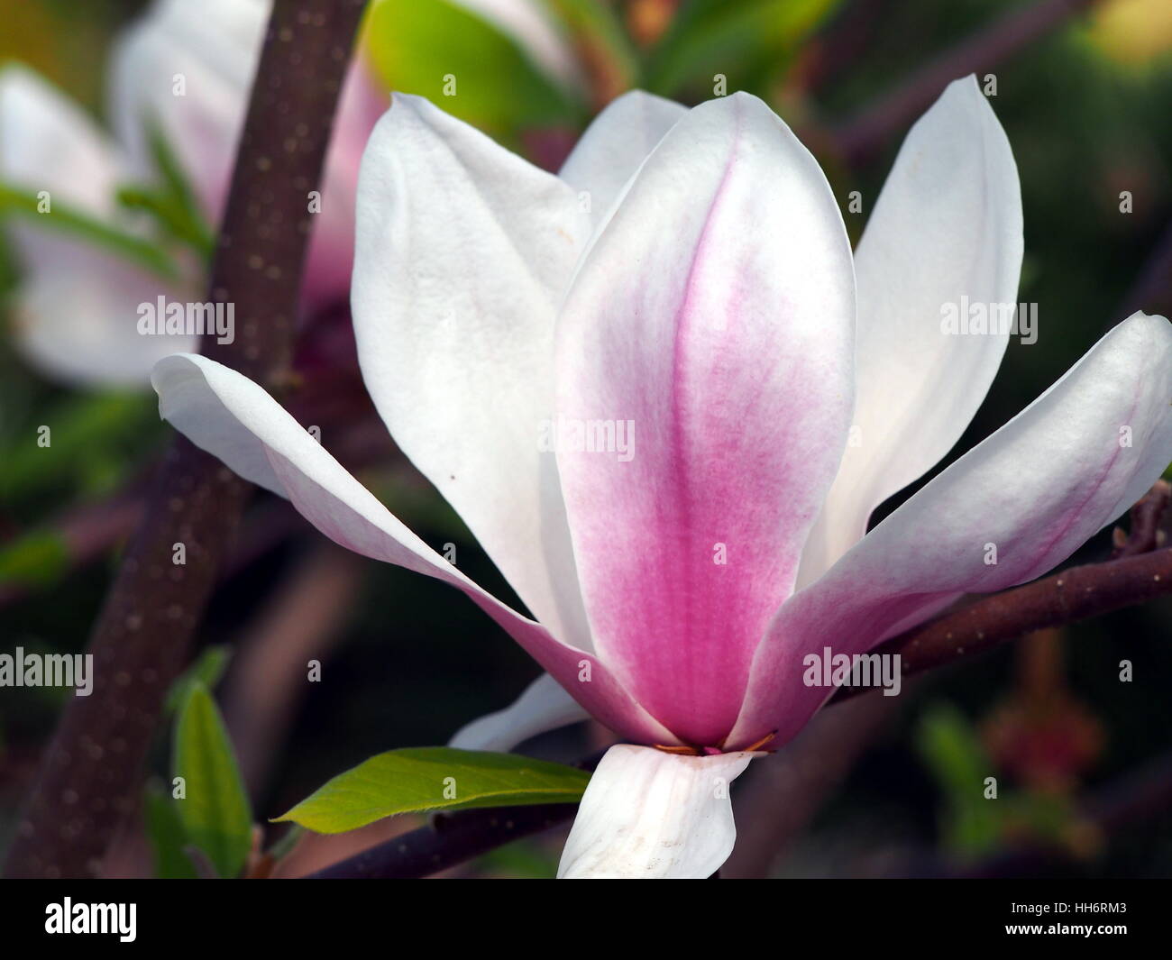 Magnolia soulangeana 'Alexandrina' Stock Photo - Alamy