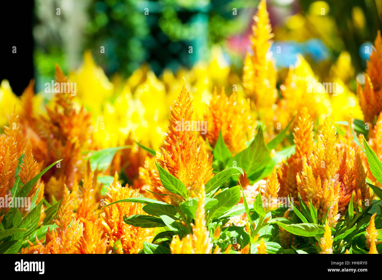 environment, enviroment, garden, flower, plant, ground, soil, earth ...