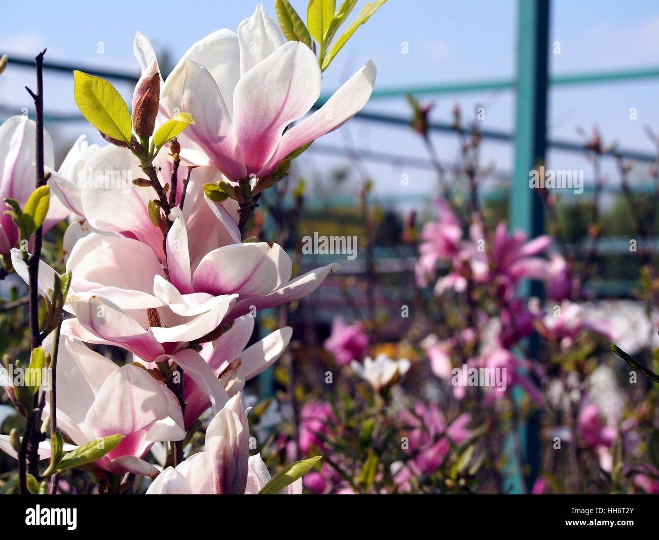 Magnolia soulangeana 'Alexandrina' Stock Photo - Alamy