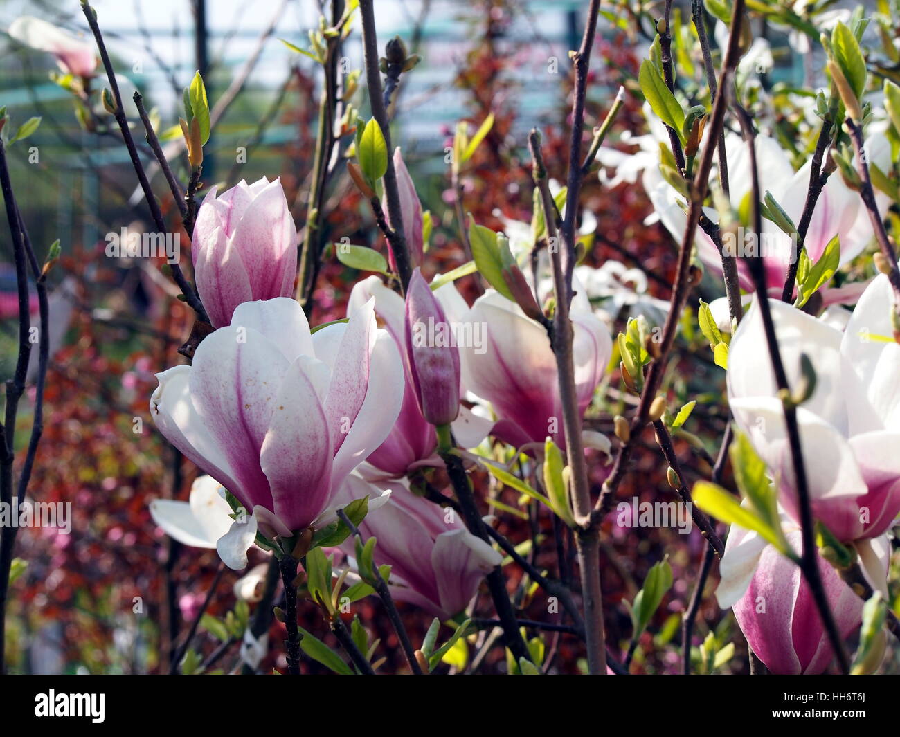 Magnolia soulangeana 'Alexandrina' Stock Photo - Alamy