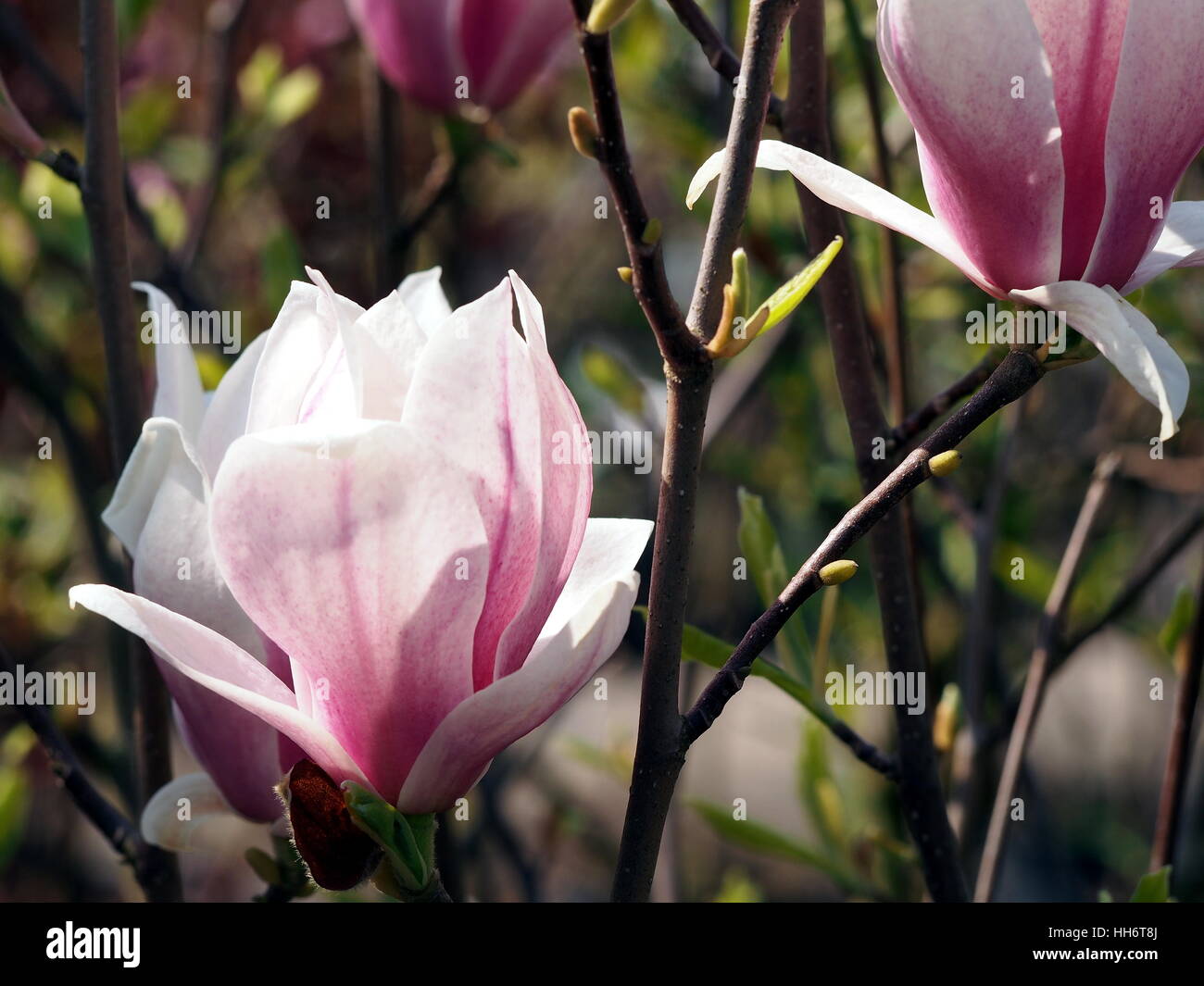 Magnolia soulangeana 'Alexandrina' Stock Photo - Alamy
