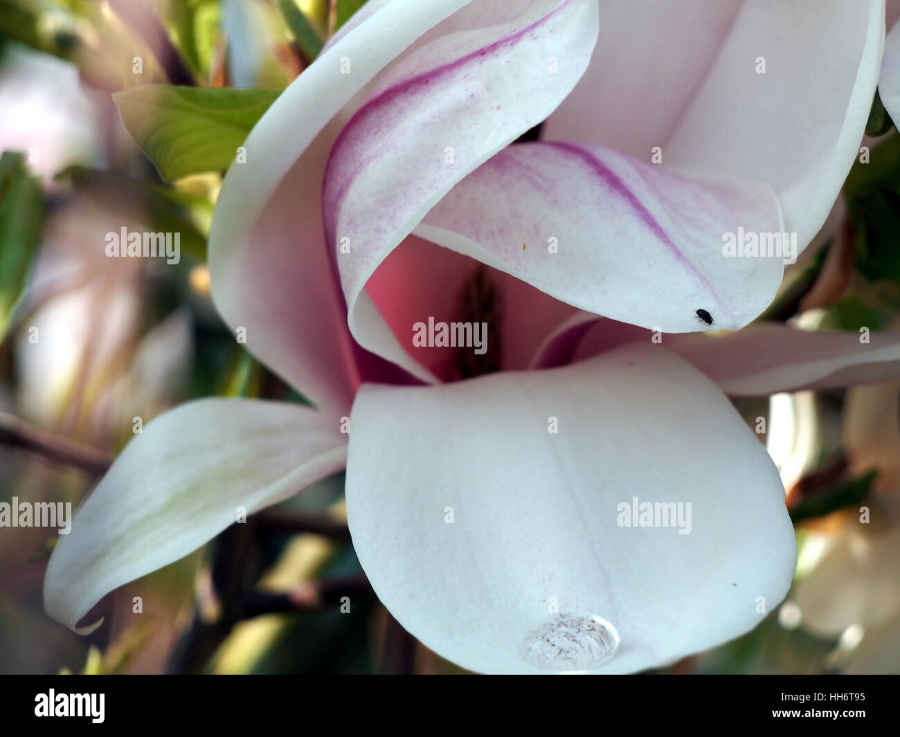 Magnolia soulangeana 'Alexandrina' Stock Photo - Alamy