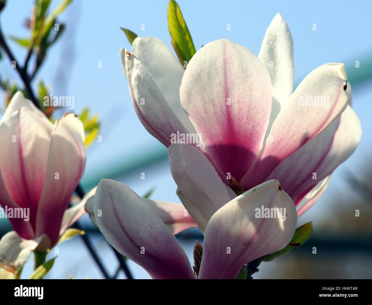 Magnolia soulangeana 'Alexandrina' Stock Photo - Alamy