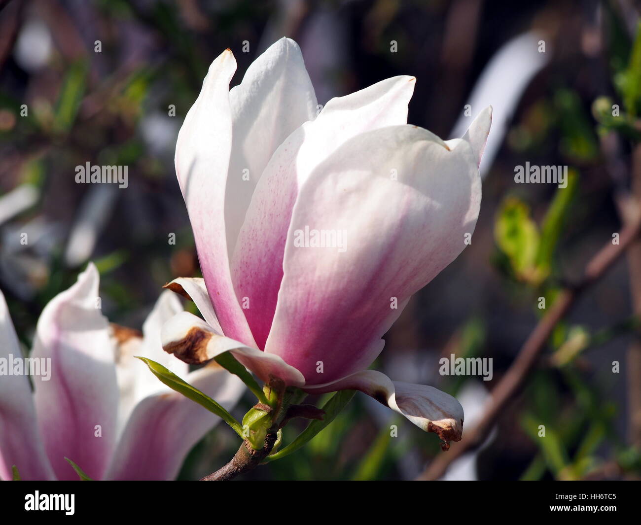 Magnolia soulangeana 'Alexandrina' Stock Photo - Alamy