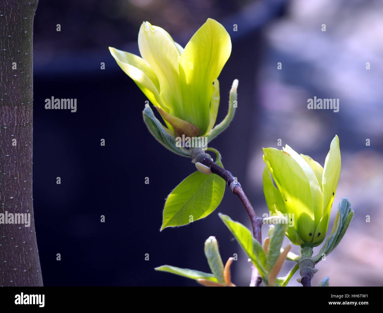 Yellow Magnolia High Resolution Stock Photography and Images - Alamy