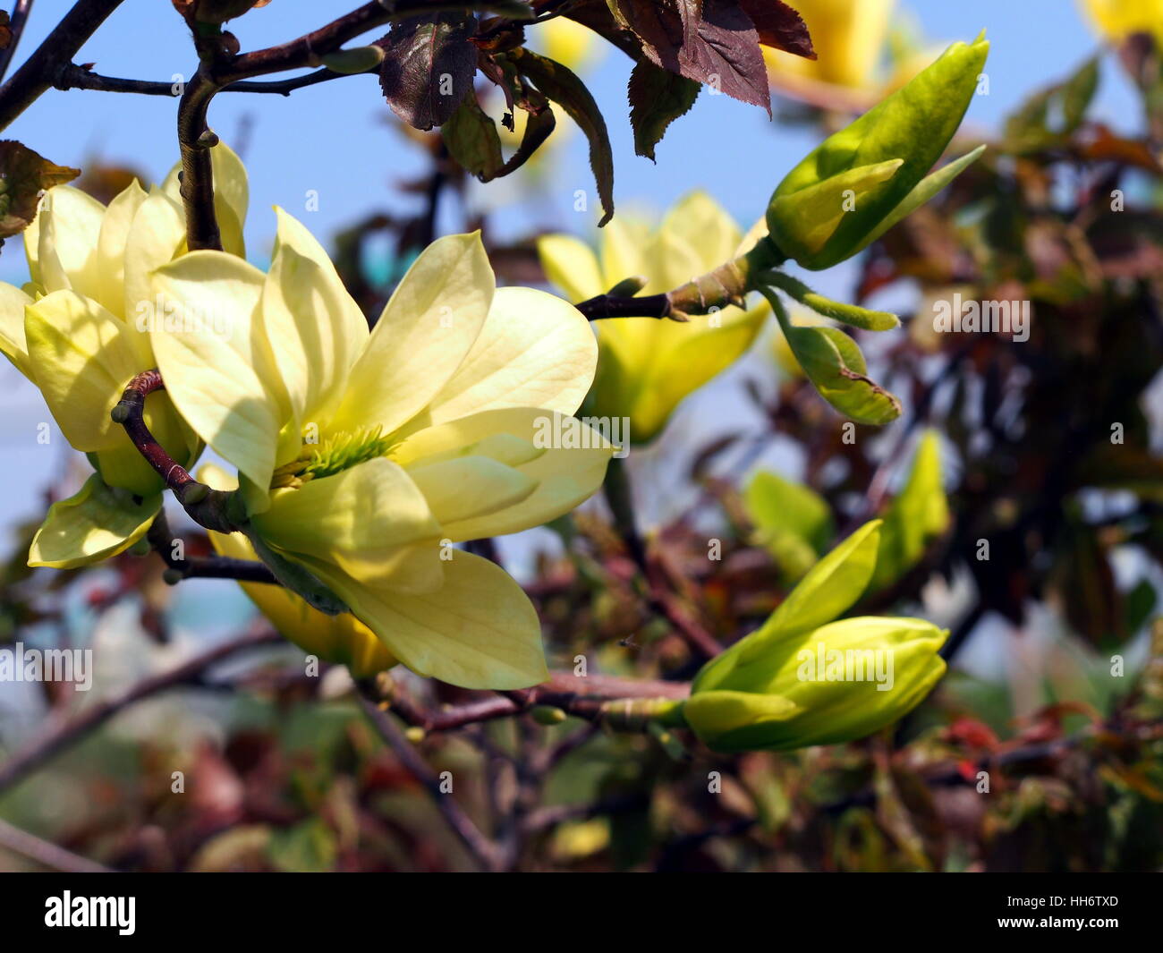 Yellow flowers of Magnolia 'Butterflies' Stock Photo - Alamy
