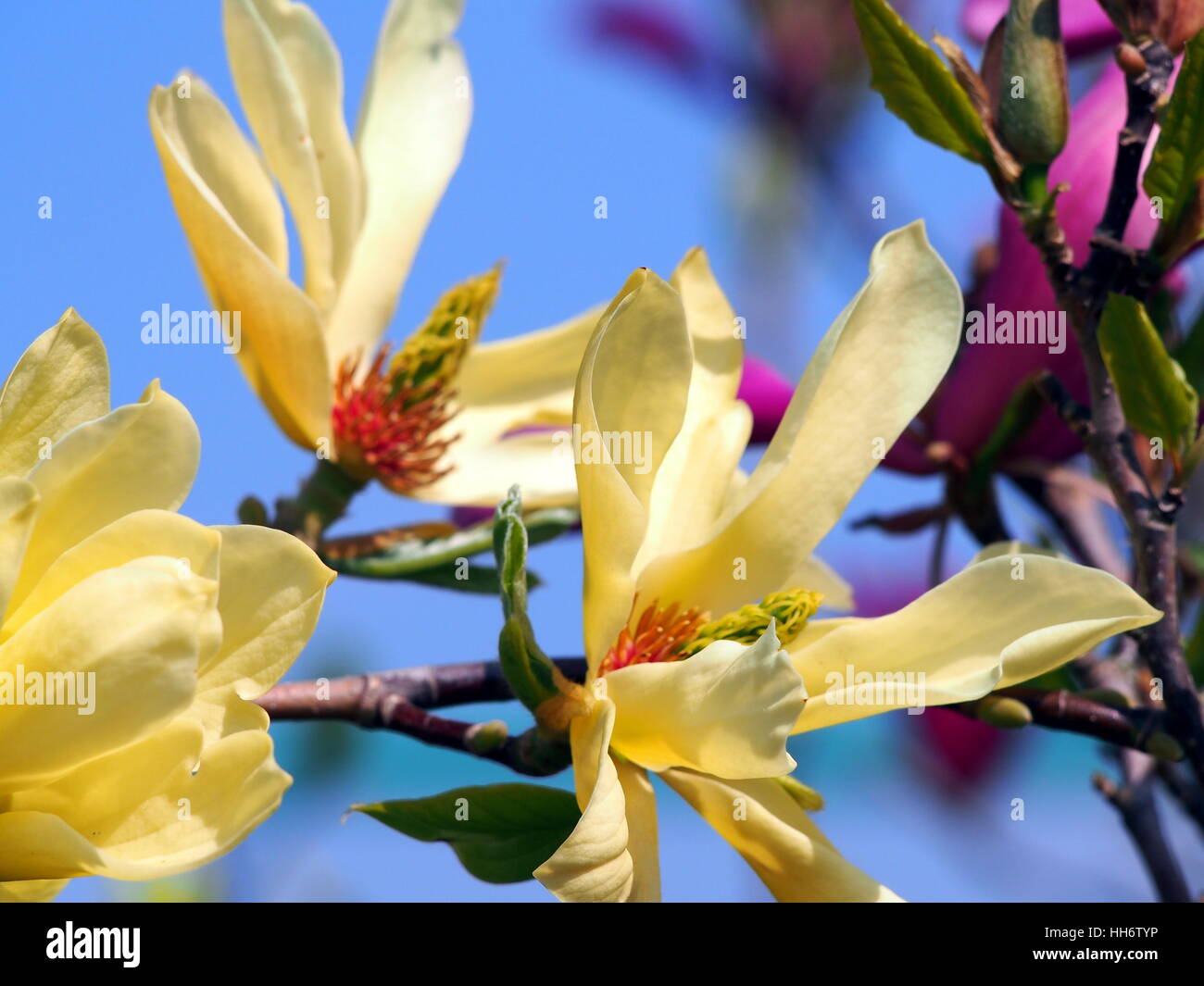 Yellow flowers of Magnolia 'Butterflies' Stock Photo - Alamy