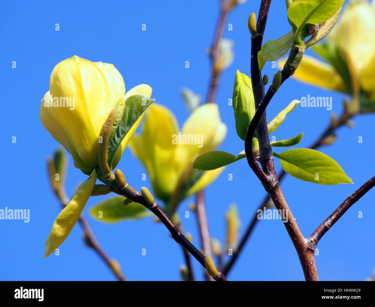 Magnolia butterflies flower hi-res stock photography and images - Alamy