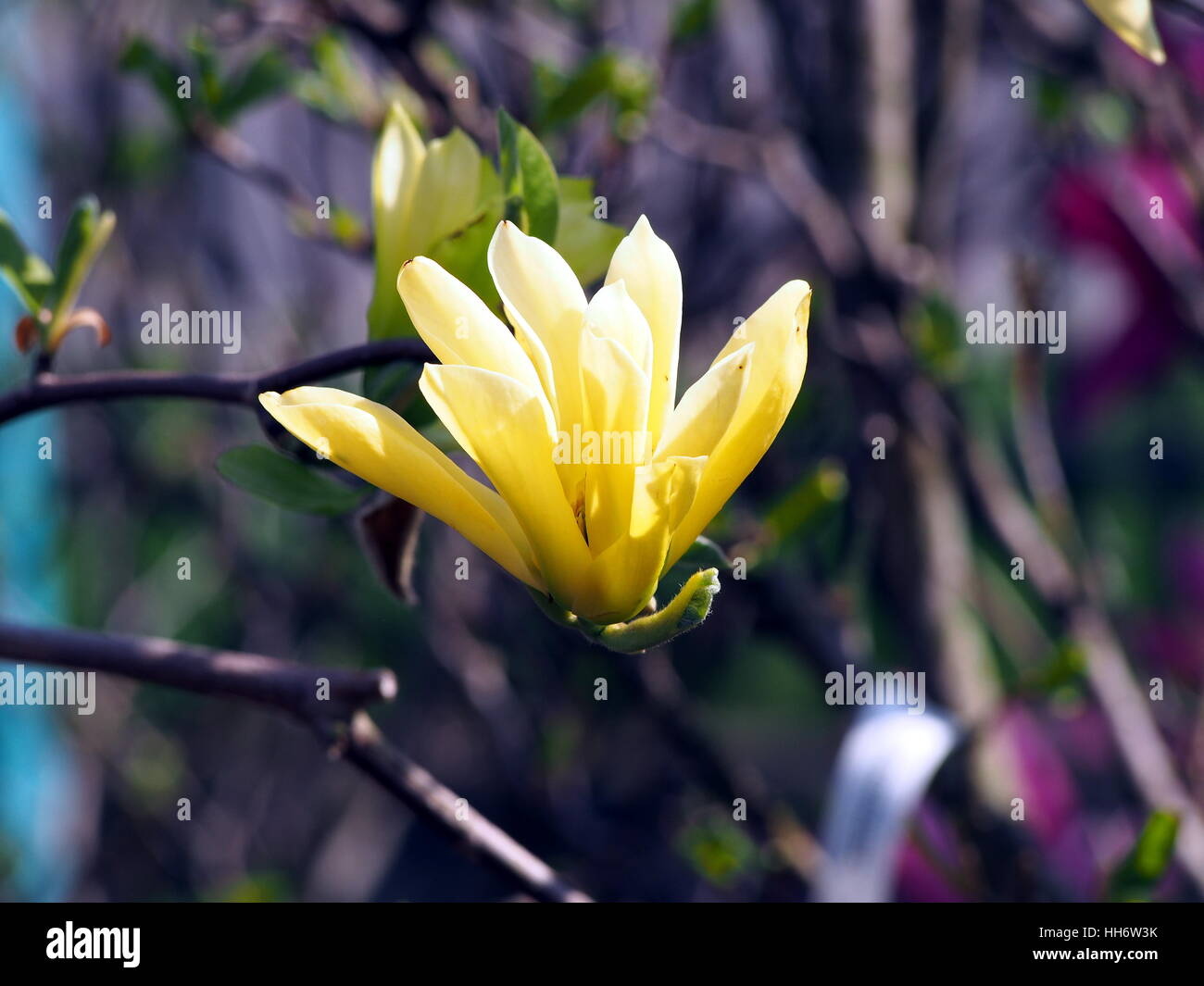 Yellow flowers of Magnolia 'Butterflies' Stock Photo - Alamy