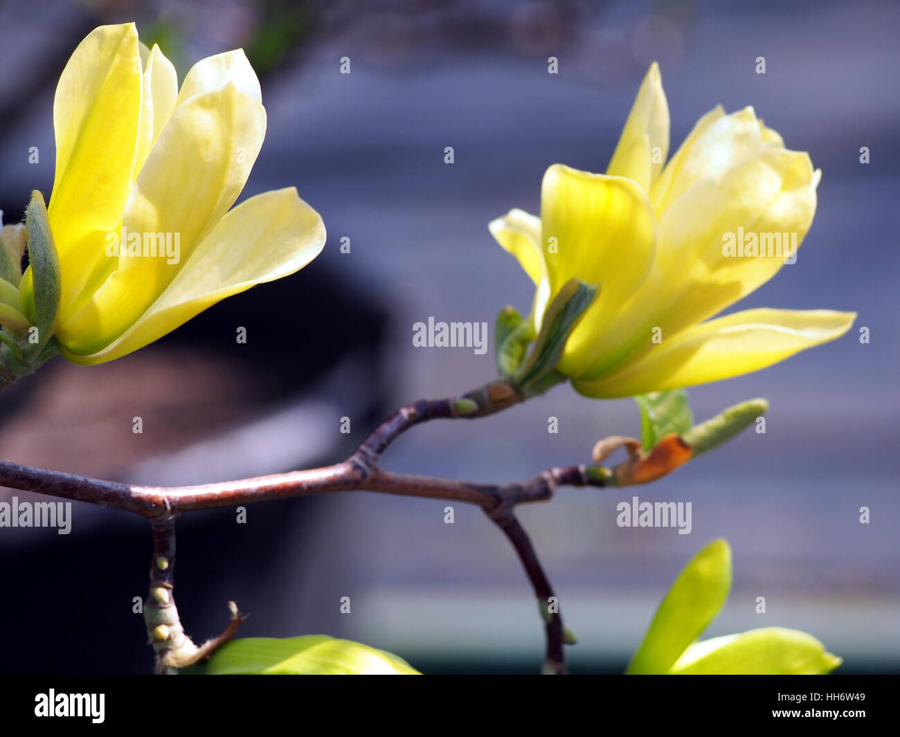 Yellow flowers of Magnolia 'Butterflies' Stock Photo - Alamy