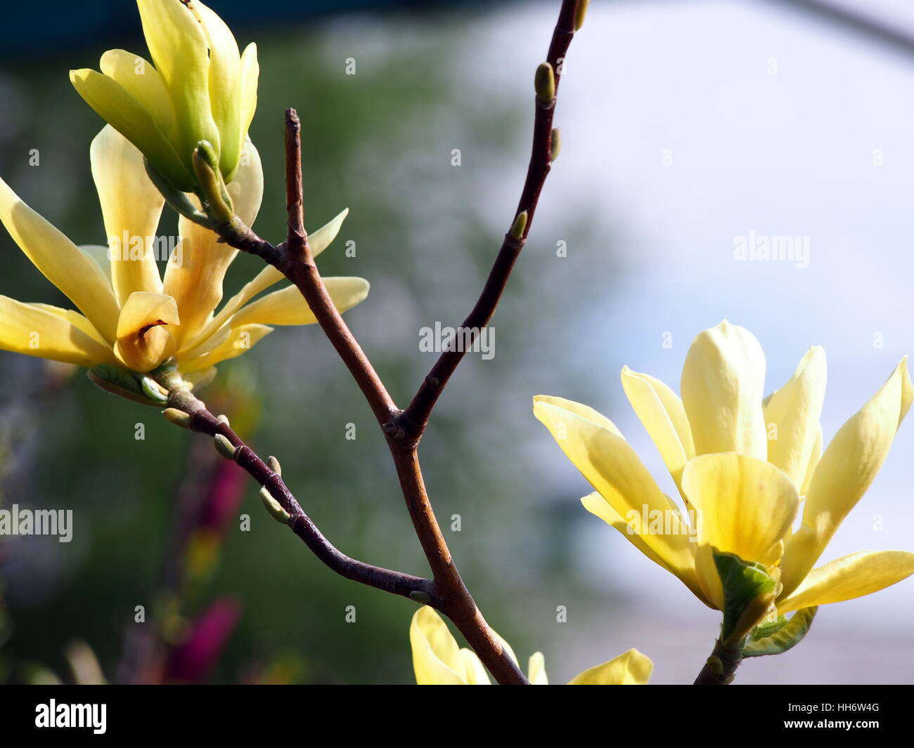 Yellow flowers of Magnolia 'Butterflies' Stock Photo - Alamy