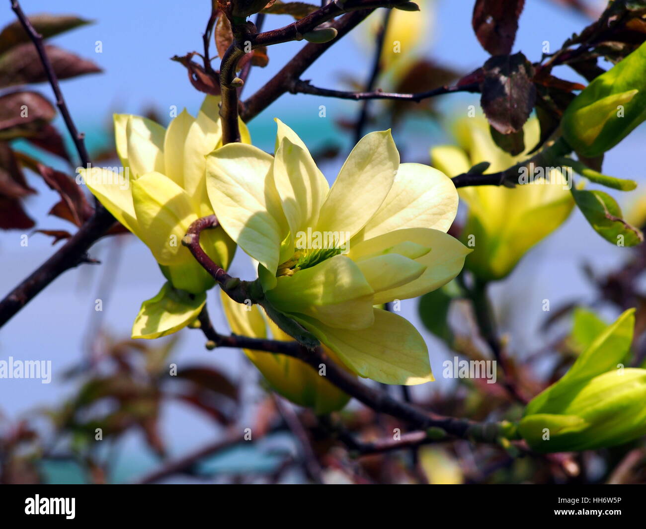 Magnolia butterflies flower hi-res stock photography and images - Alamy