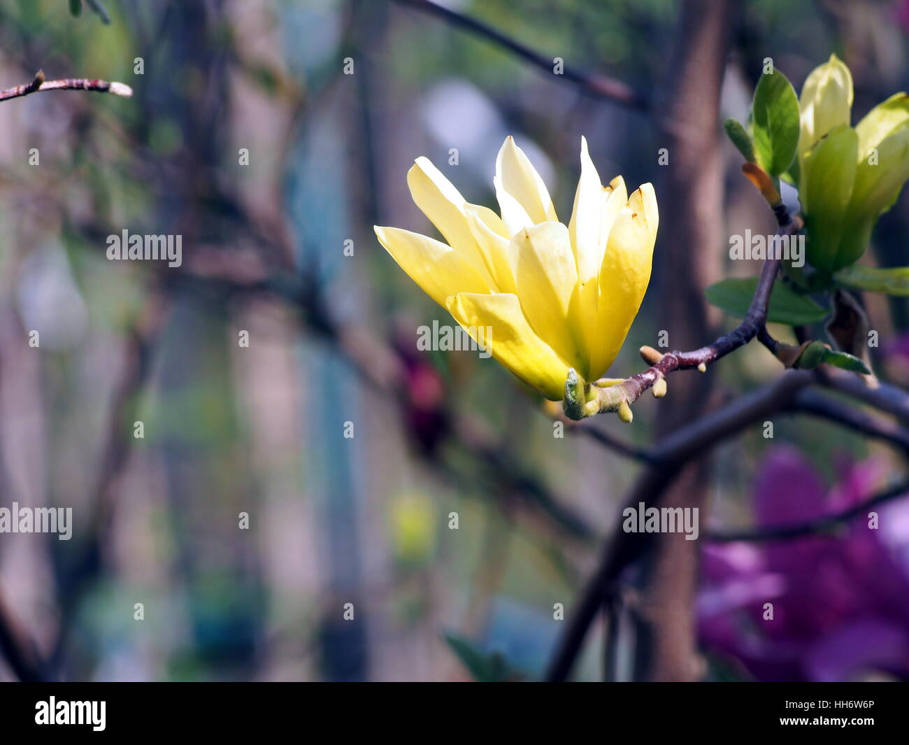 Yellow flowers of Magnolia 'Butterflies' Stock Photo - Alamy