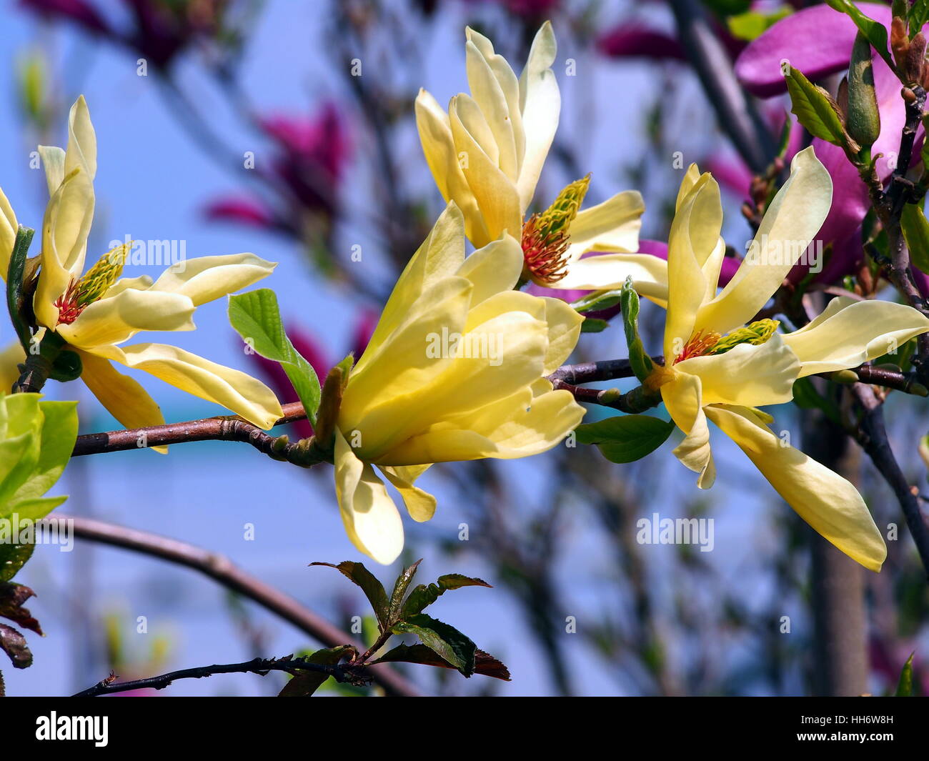 Yellow flowers of Magnolia 'Butterflies' Stock Photo - Alamy