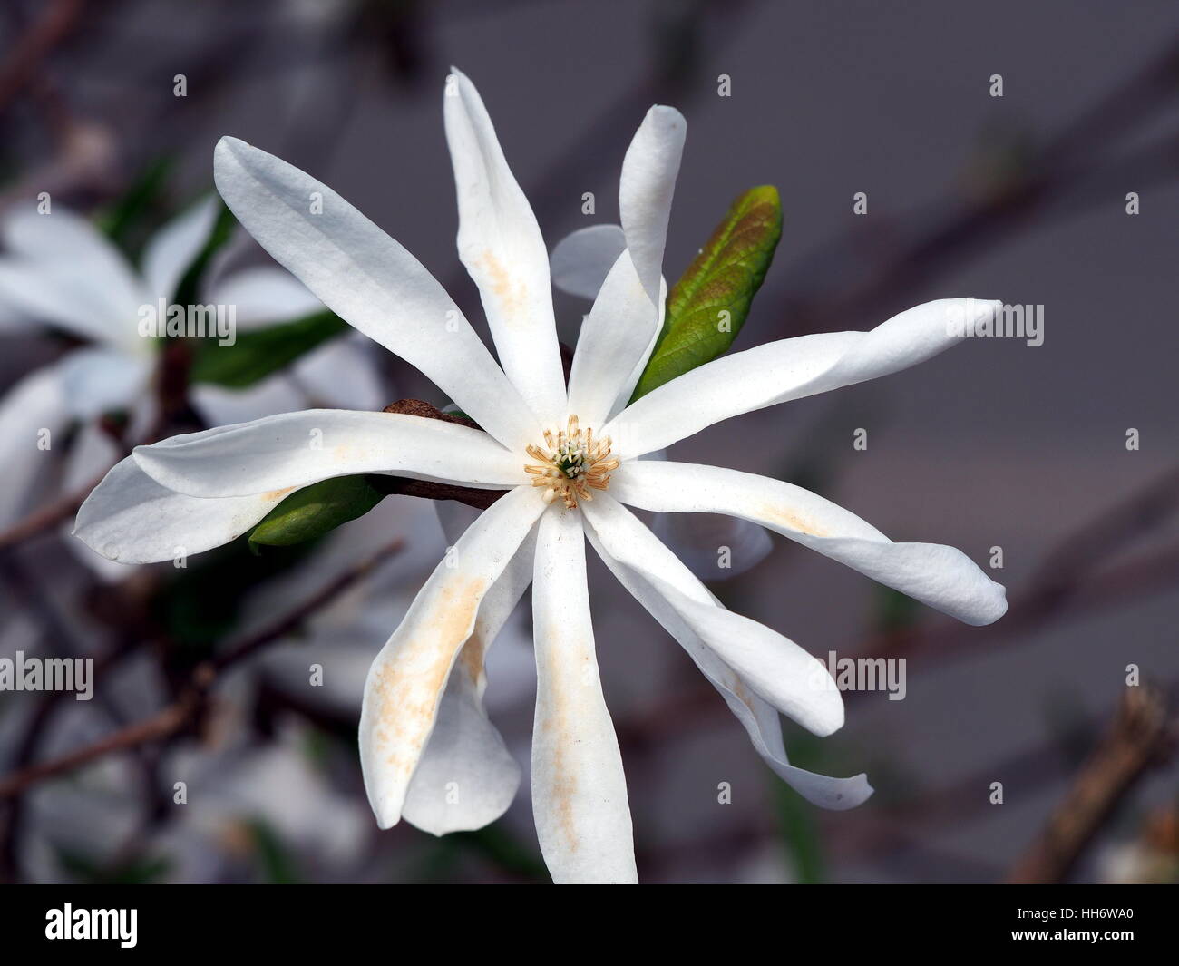Magnolia stellata (star magnolia) in full bloom Stock Photo - Alamy
