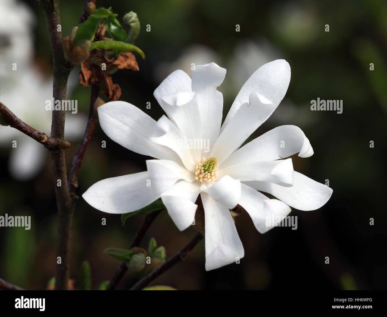 White royal star magnolia tree hi-res stock photography and images - Alamy