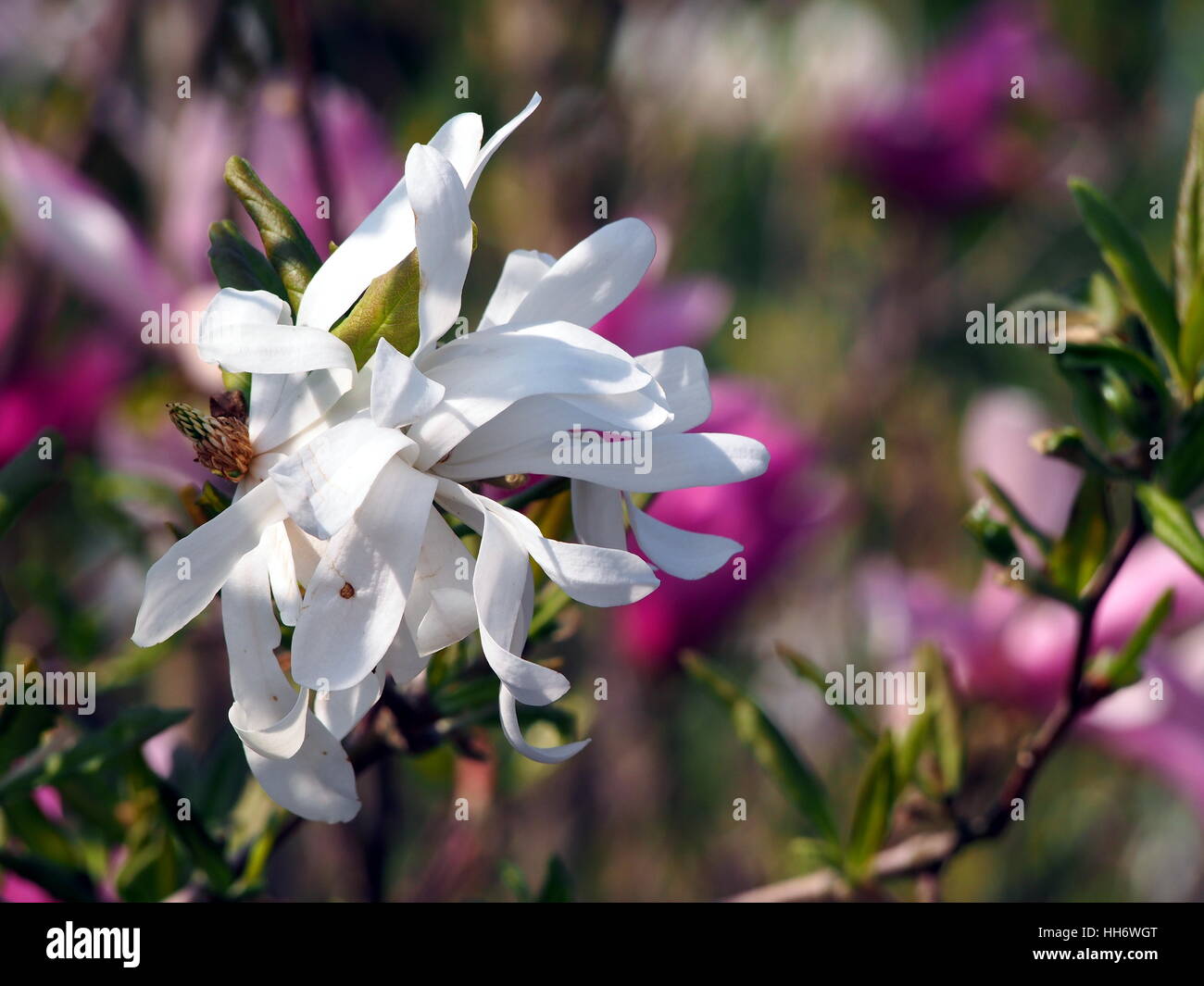 White Royal Star Magnolia Tree High Resolution Stock Photography and ...