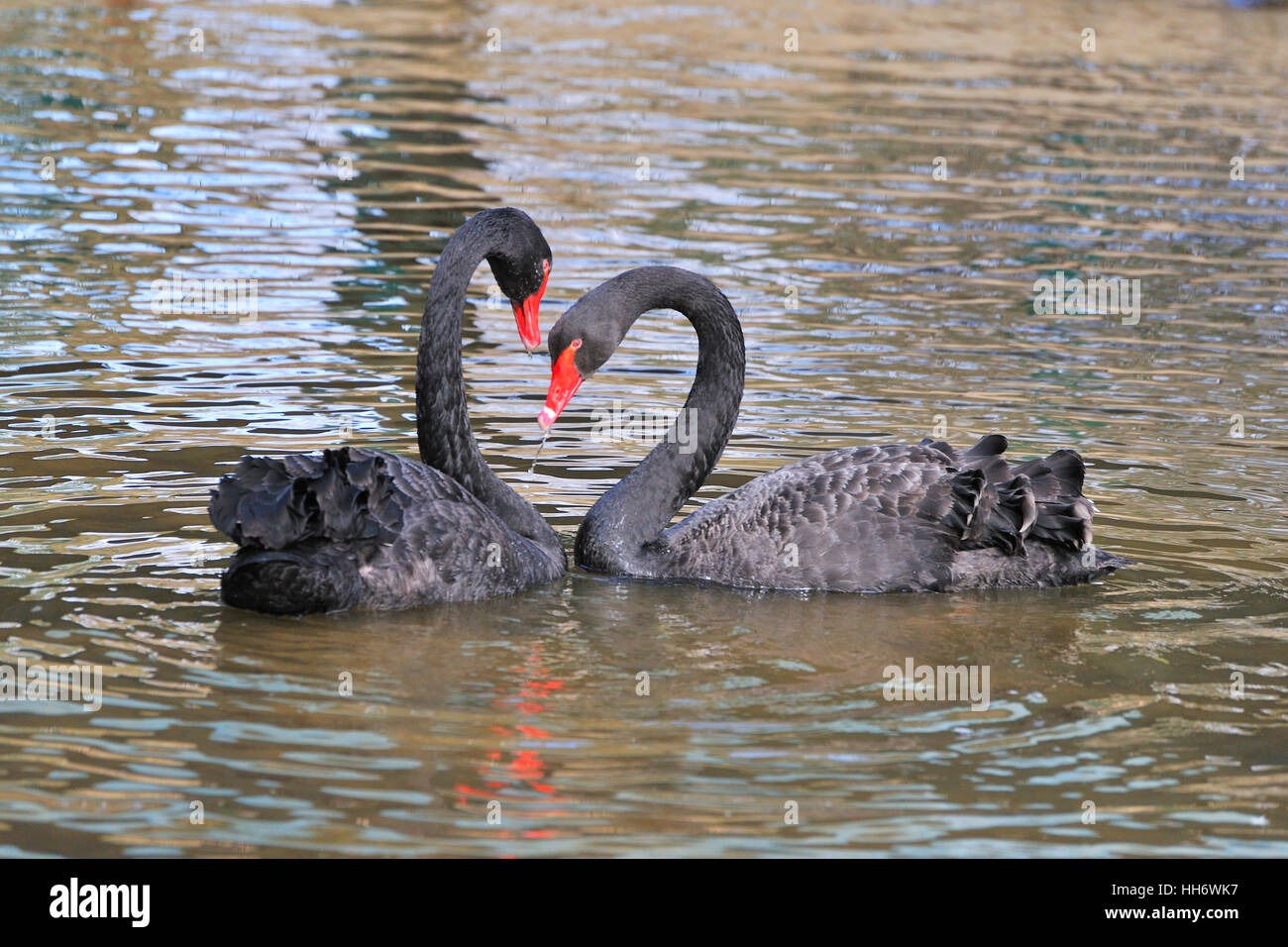 Waterfowl environment hi-res stock photography and images - Alamy