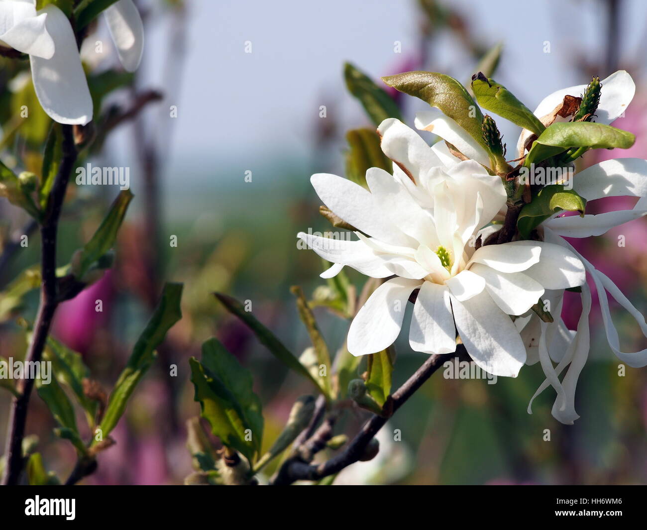 White royal star magnolia tree hi-res stock photography and images - Alamy