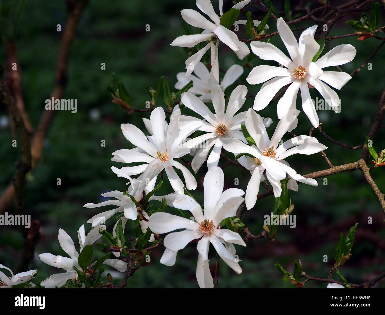 White royal star magnolia tree hi-res stock photography and images - Alamy