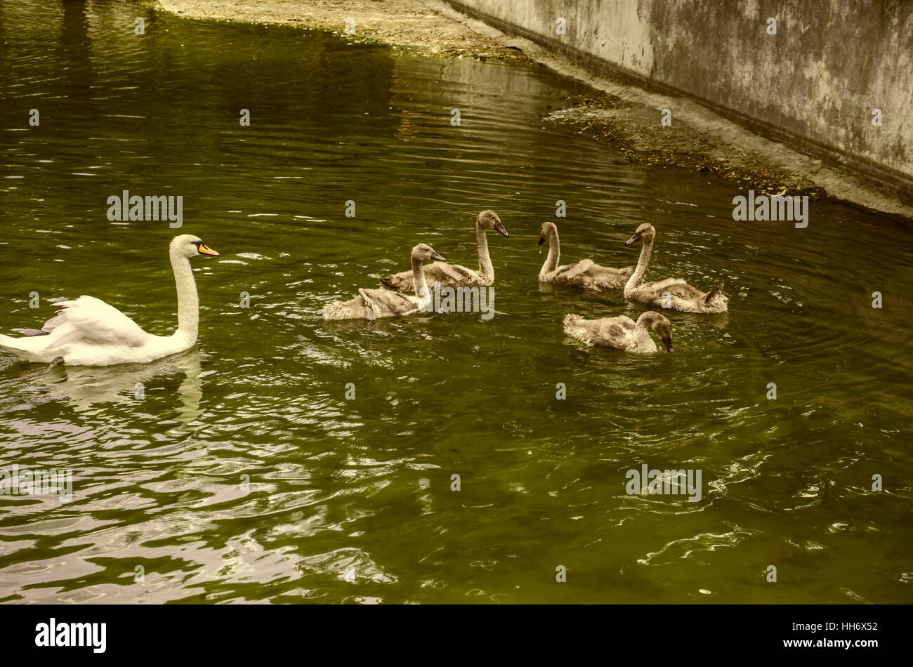 Seed of white swan with offspring in the water in the city park Stock ...