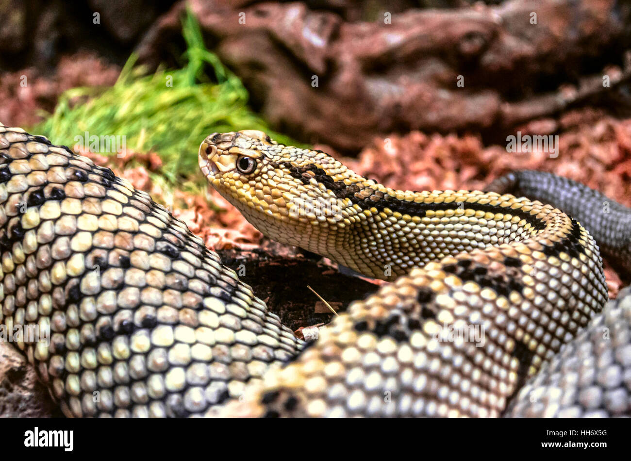 Rattlesnake Yellow And Black at Wilford Shaw blog