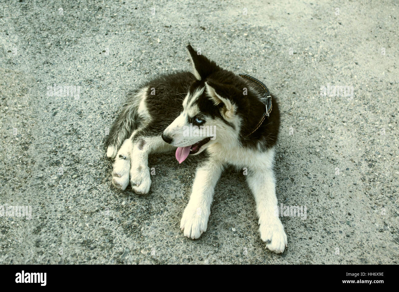 Tired puppy Husky with tongue sticking out, rests on the road Stock ...