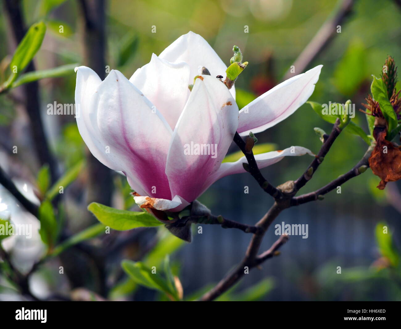Magnolia soulangeana 'Alexandrina' Stock Photo - Alamy