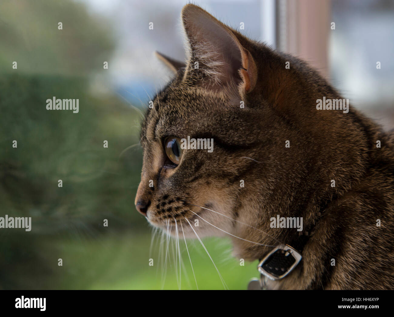 Tabby bengal kitten cat looking out of window Stock Photo - Alamy
