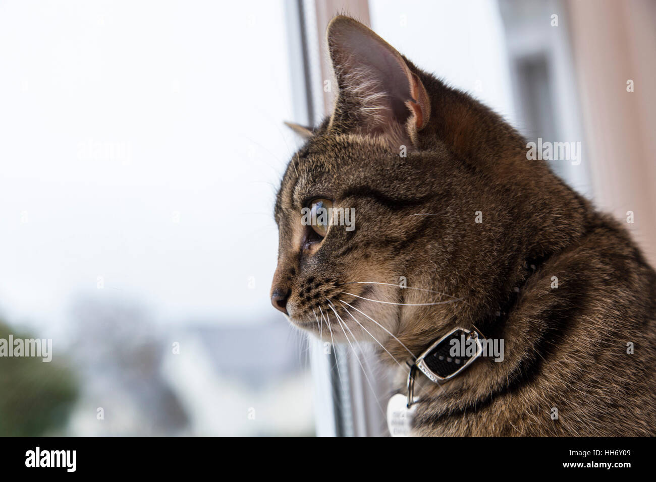 Tabby cat looking out window hi-res stock photography and images - Alamy