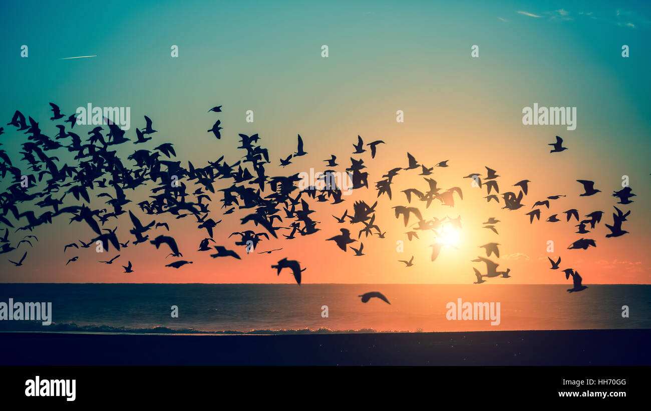 Birds over the sea during a stunning sunset Stock Photo - Alamy