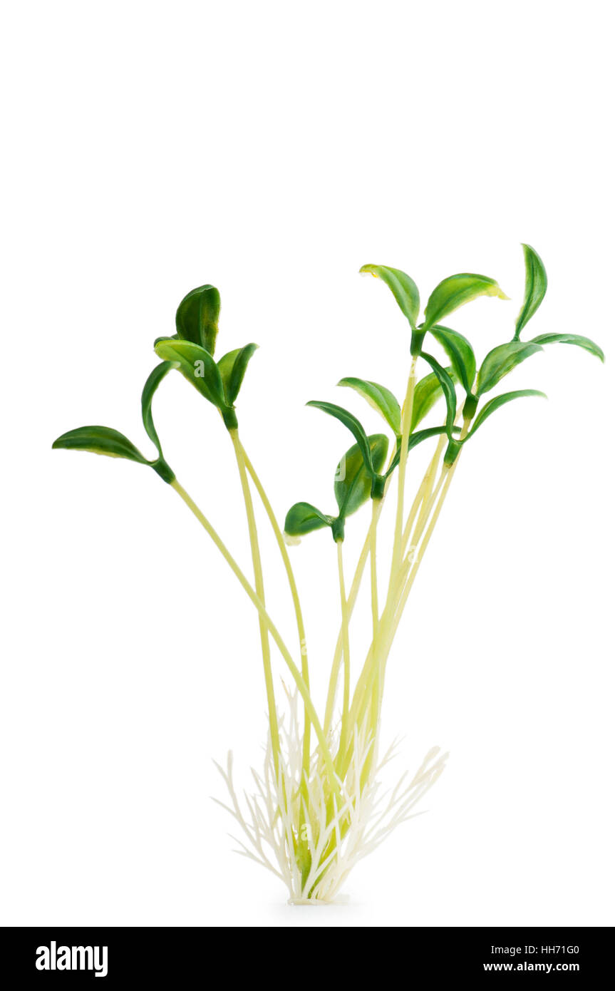 Planet earth plants cutout hi-res stock photography and images - Alamy