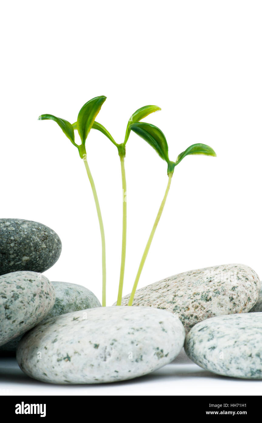 leaf, health, isolated, model, design, project, concept, plan, draft ...