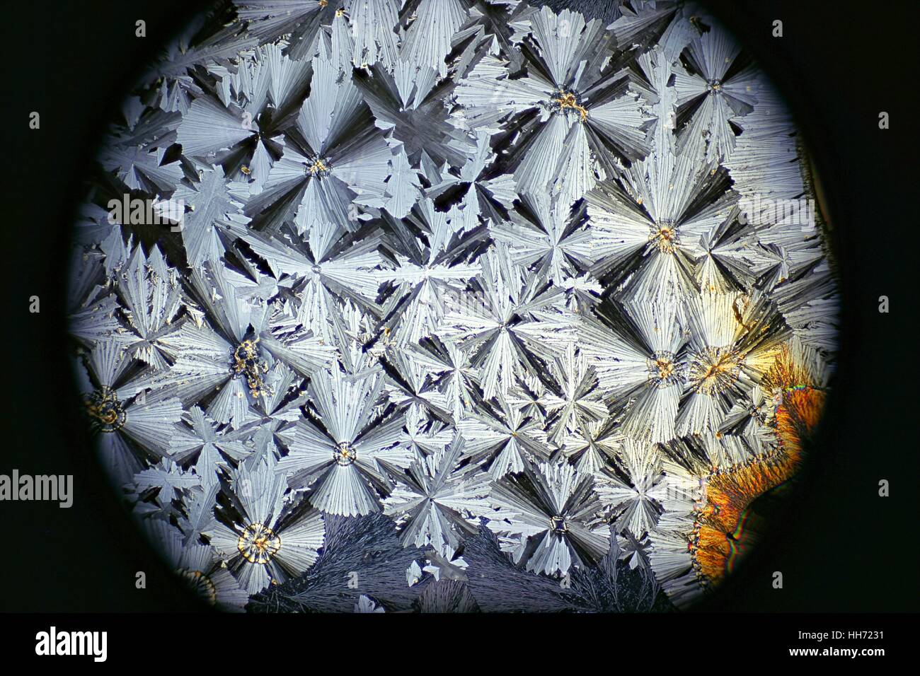 Microscope image of paracetamol in crystallized form. Paracetamol, also ...