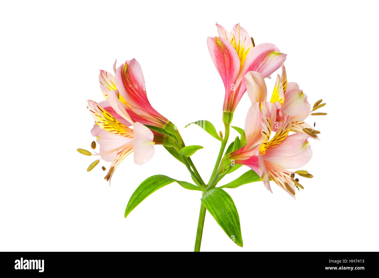 leaf, single, isolated, colour, closeup, flower, plant, leaves, flowers ...
