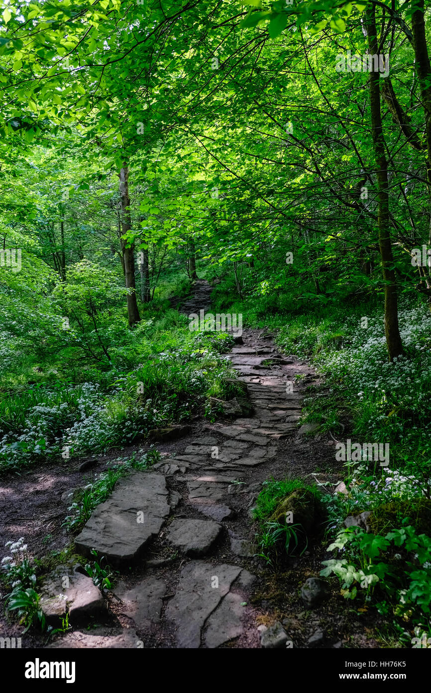 Summer woodland people hi-res stock photography and images - Alamy