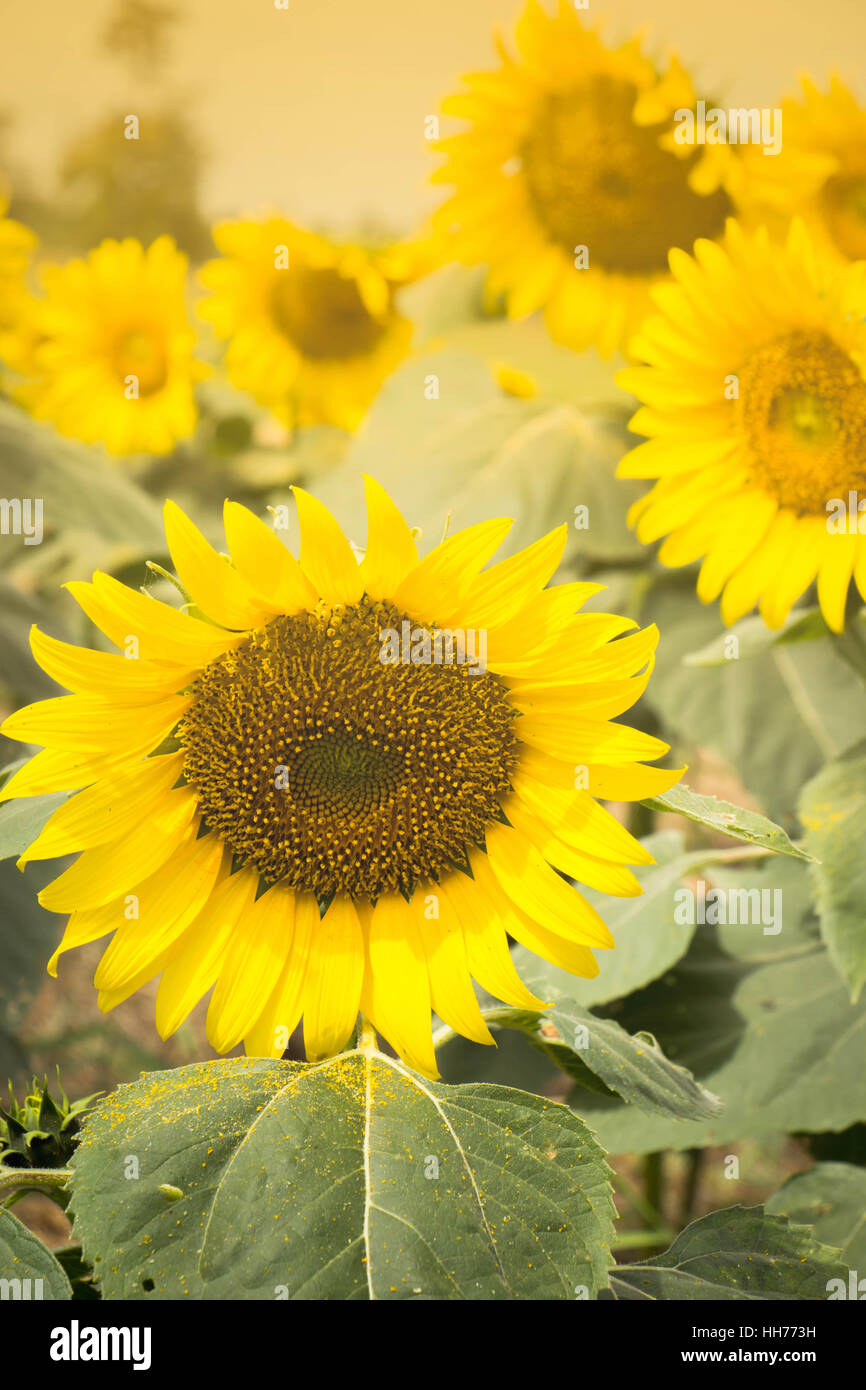 Sunflowers garden. Sunflowers have abundant health benefits. Sunflower ...