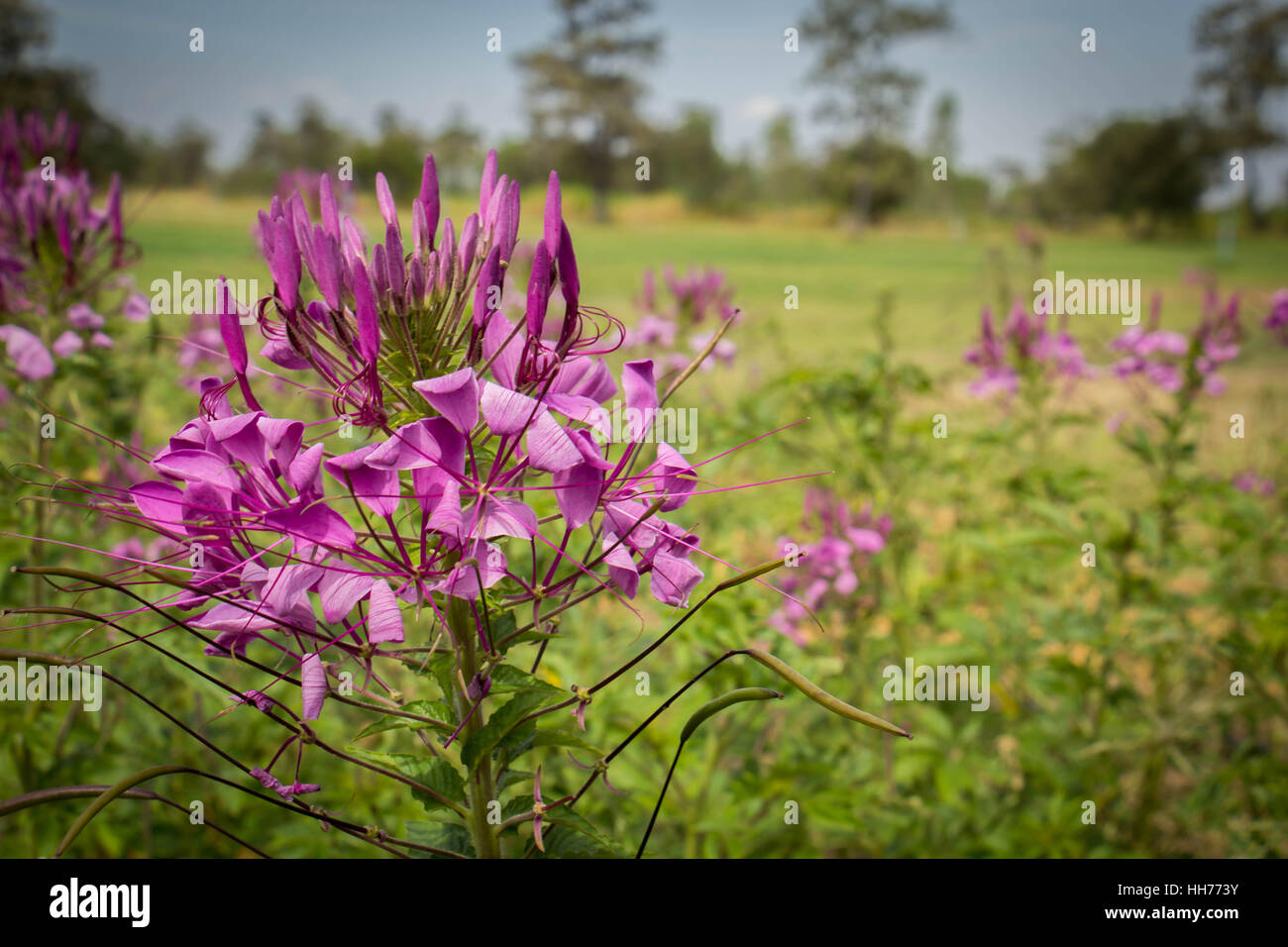 beautiful colorful western tare in the garden Stock Photo - Alamy