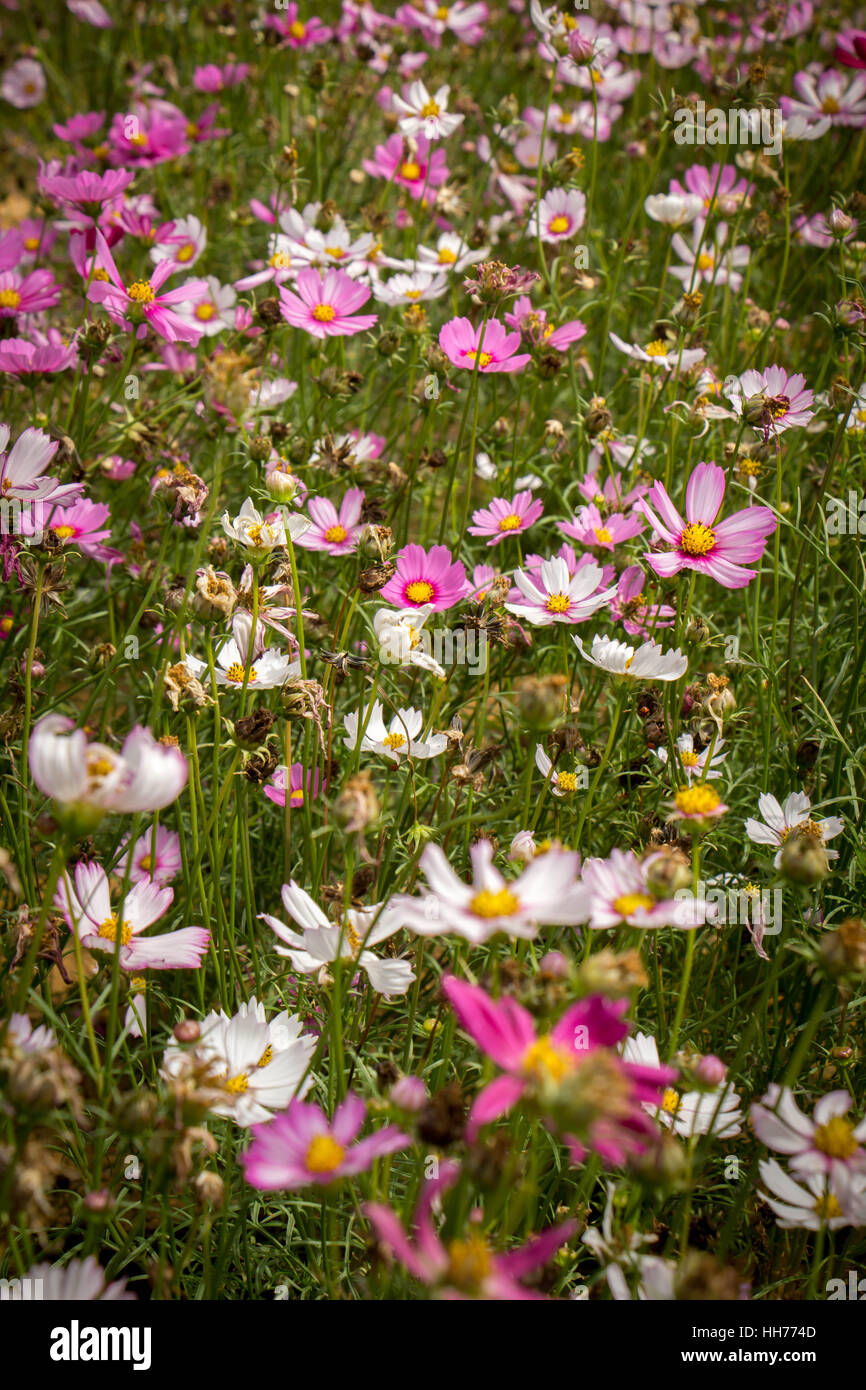 cosmos flower field, Background texture Stock Photo - Alamy