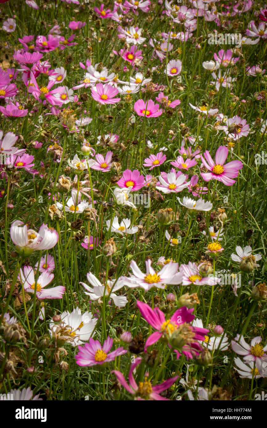 cosmos flower field, Background texture Stock Photo - Alamy