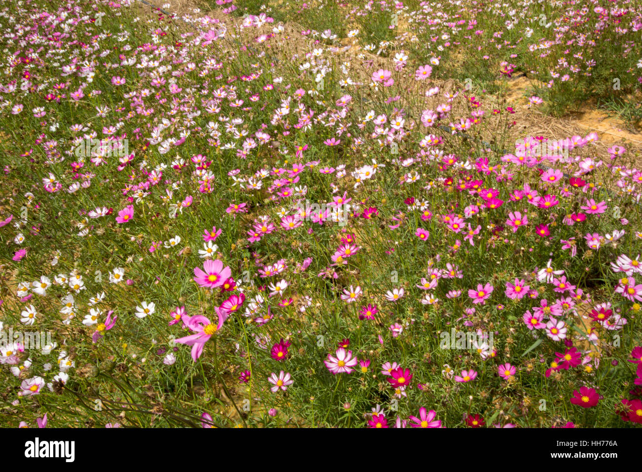 cosmos flower field, Background texture Stock Photo - Alamy
