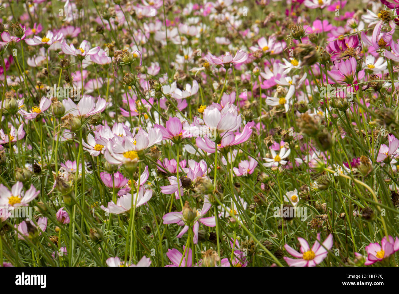 cosmos flower field, Background texture Stock Photo - Alamy
