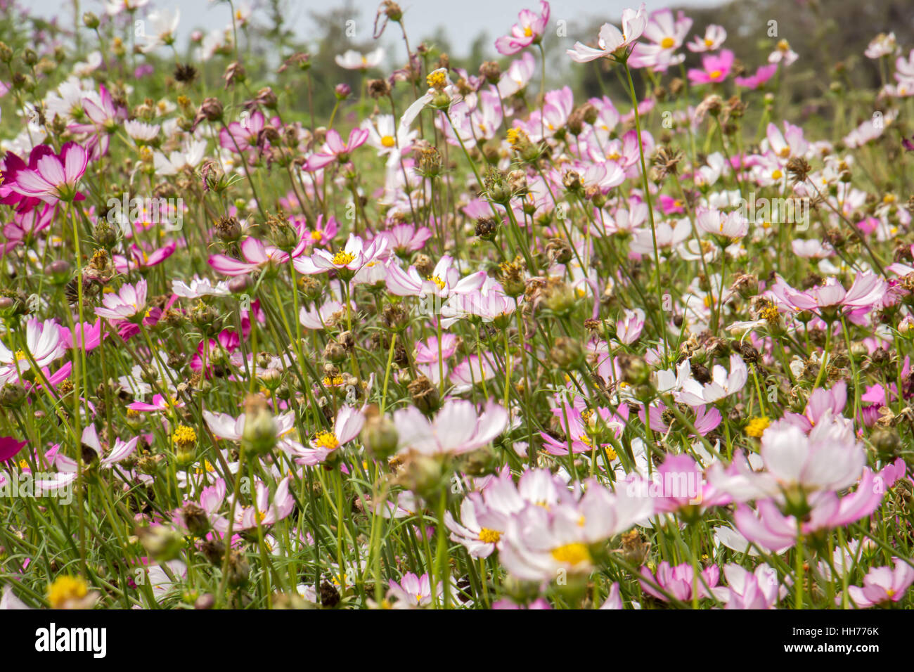 cosmos flower field, Background texture Stock Photo - Alamy