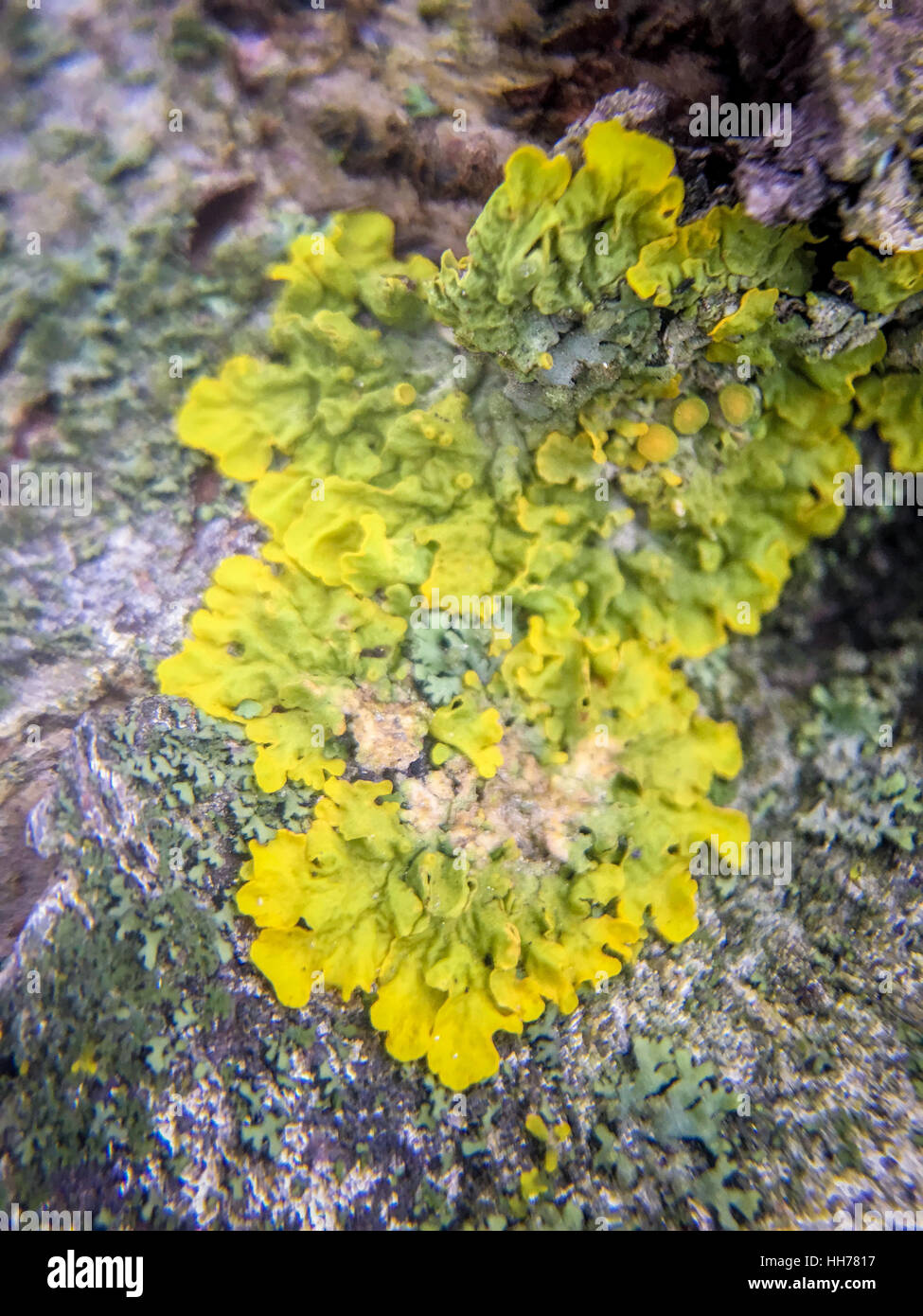 Microscope landscape hi-res stock photography and images - Alamy