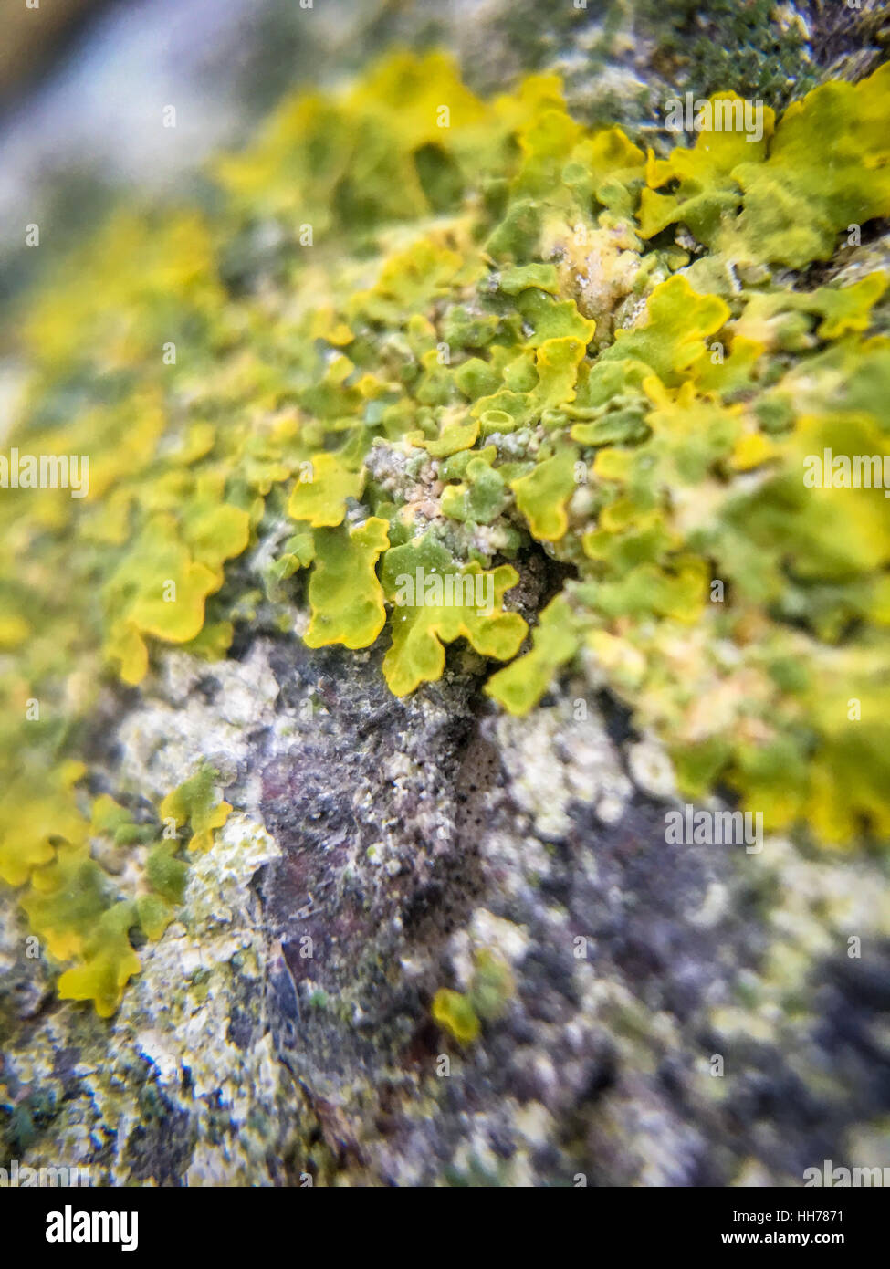 Microscope landscape hi-res stock photography and images - Alamy