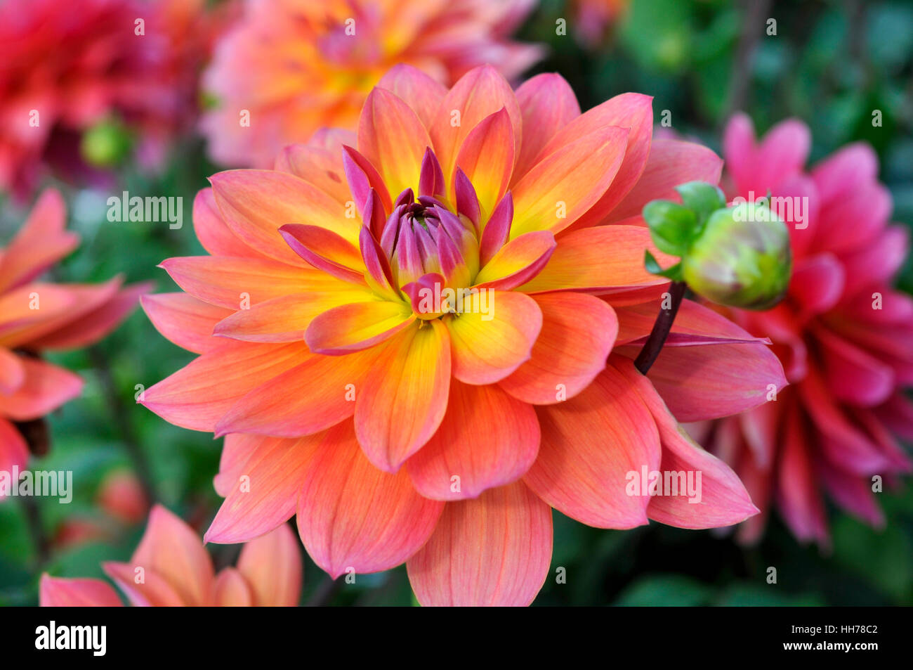 Dahlia 'Firepot', a decorative Dahlia Stock Photo - Alamy