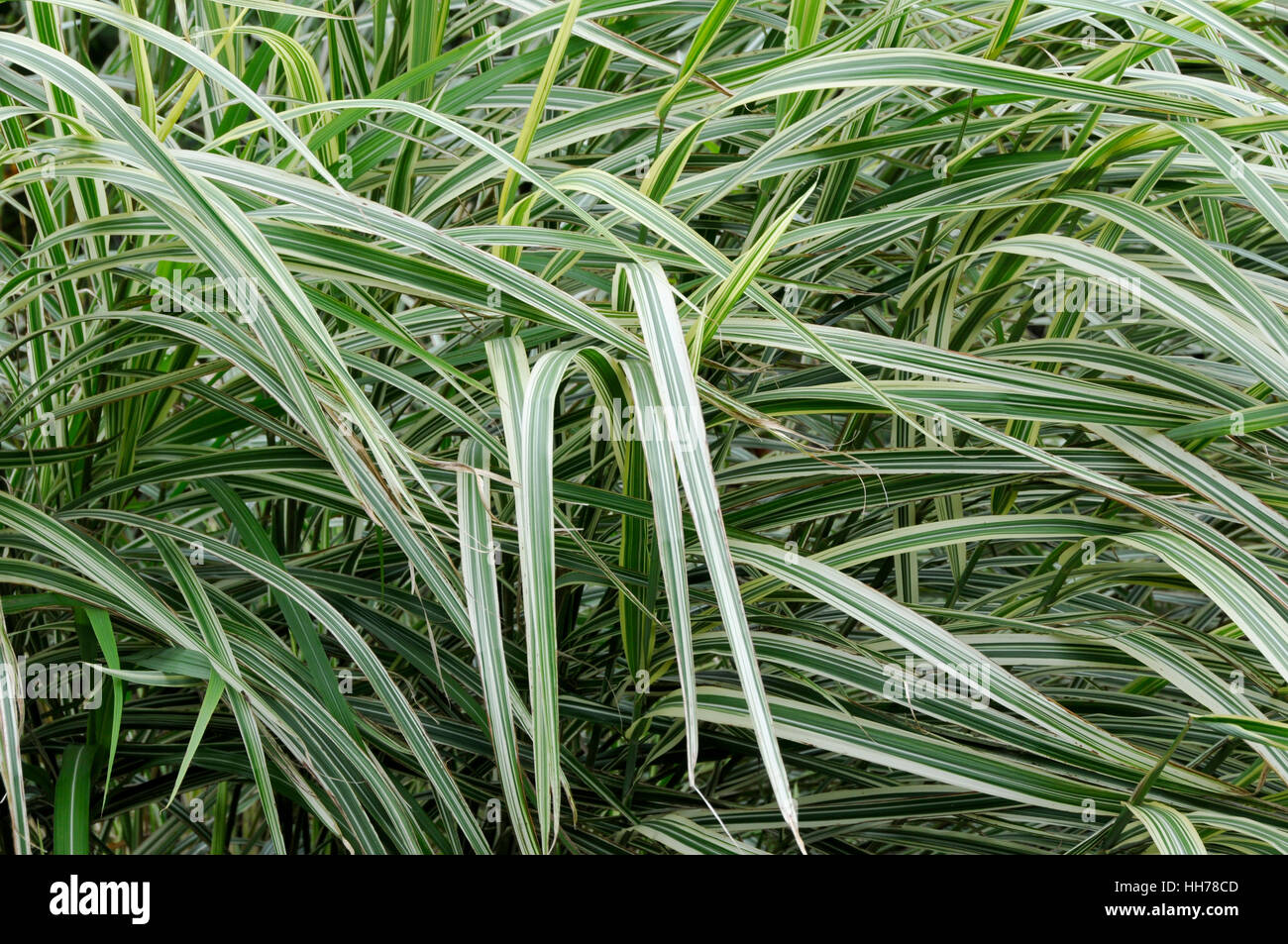 Variegated ornamental grass hi-res stock photography and images - Alamy