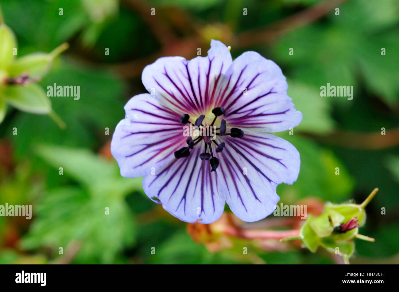 Geranium wallichianum hi-res stock photography and images - Alamy