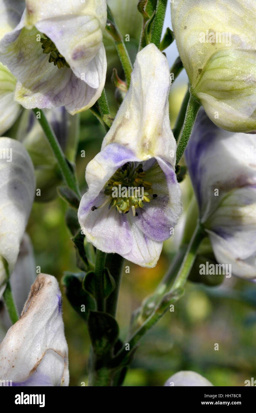 One flower of the monkshood Stock Photo - Alamy