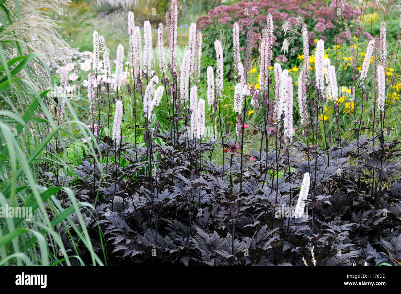 Flowering autumn bugbane or autumn snakeroot Stock Photo - Alamy